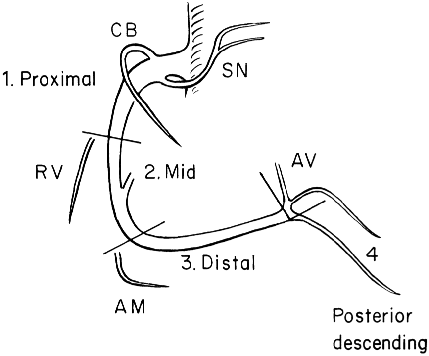 冠動脈の解剖と分類 | me
