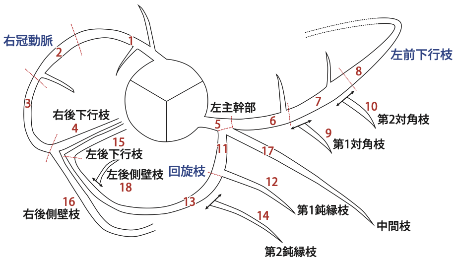 SCCT 18 セグメント分類 | me