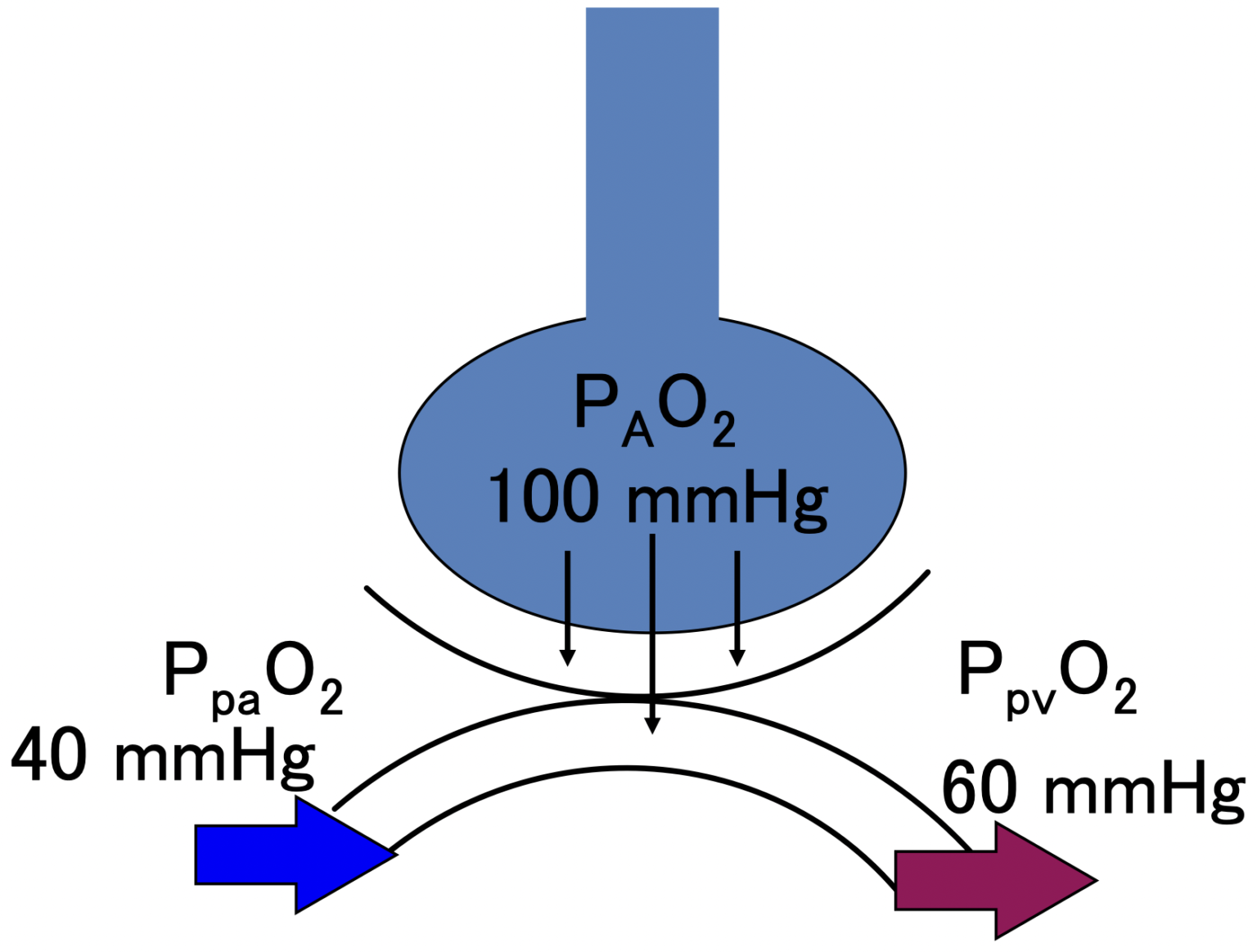 呼吸生理学及び 人工呼吸器の適応 | me
